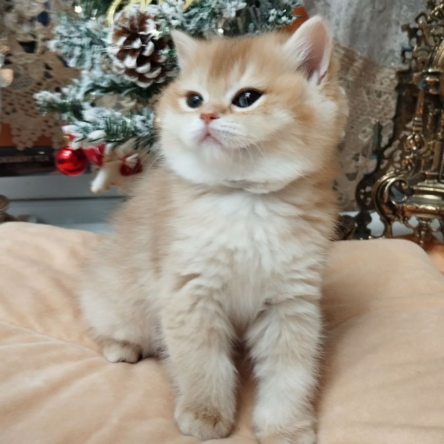 Британская золотая шиншилла девочка