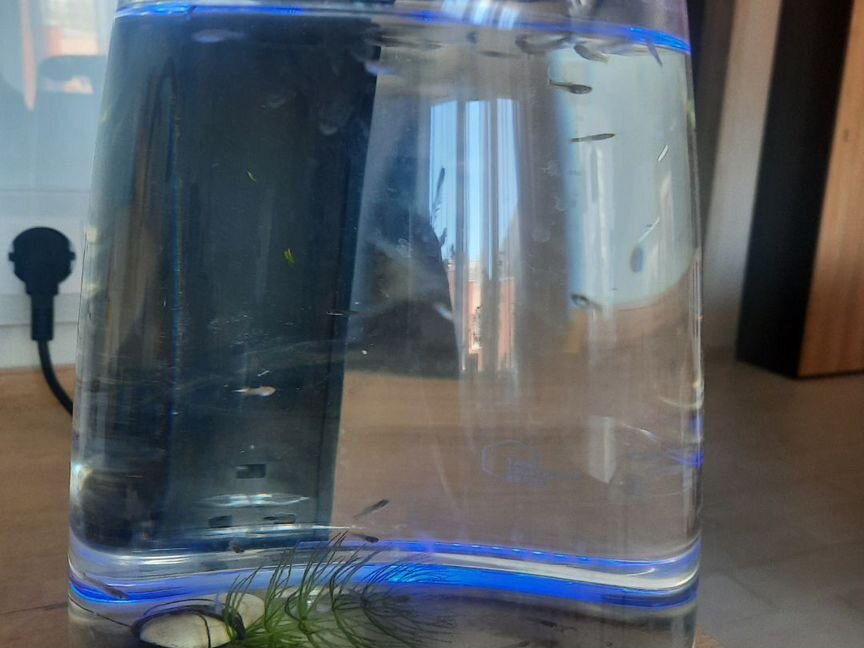 Рыбки гуппи