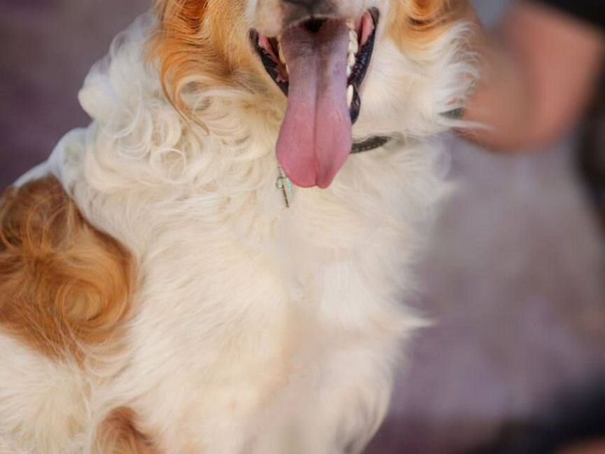 Проша ищет дом