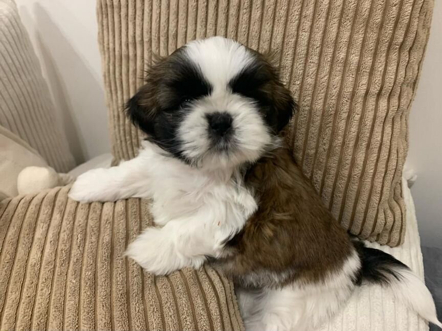 Щенки ши-тцу