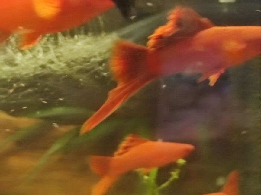 Меченосец брокколи