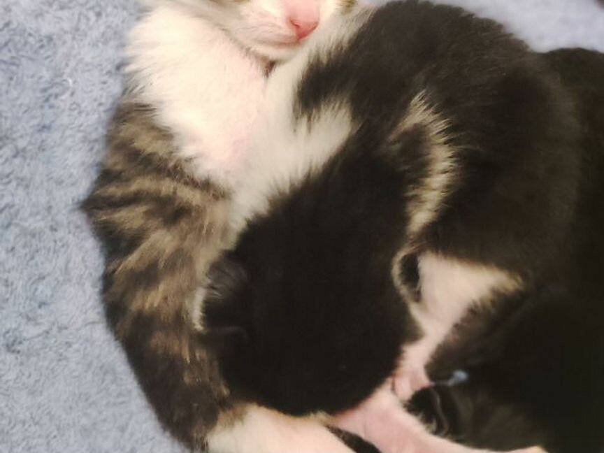 Котята
