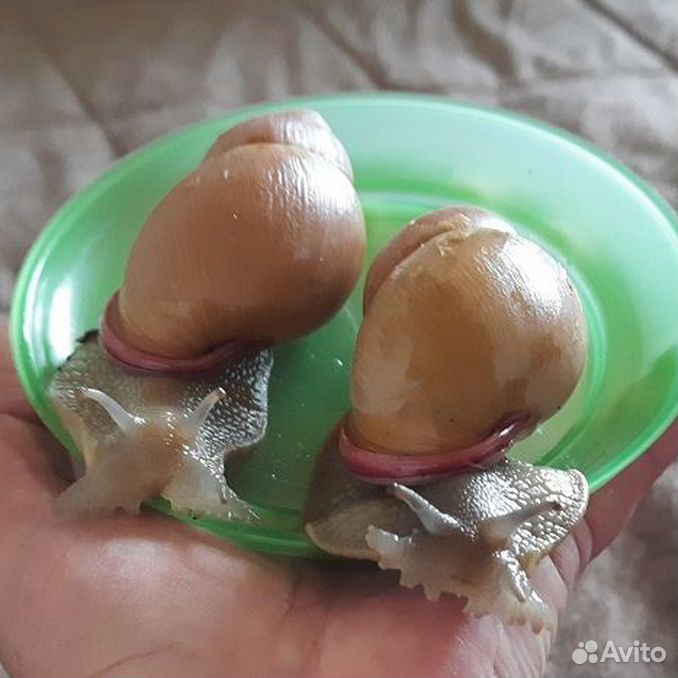 Улитки мегасы, эксы, вентрикозы, бенины