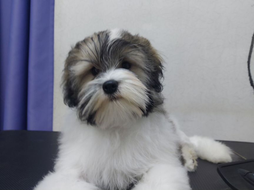 Малая львиная собака