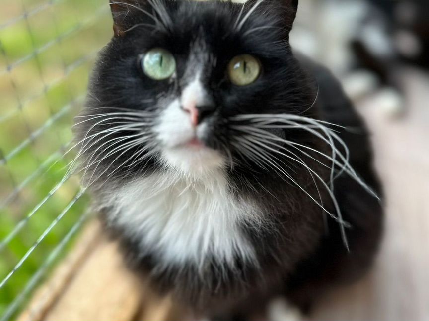 Молодая кошечка Асти