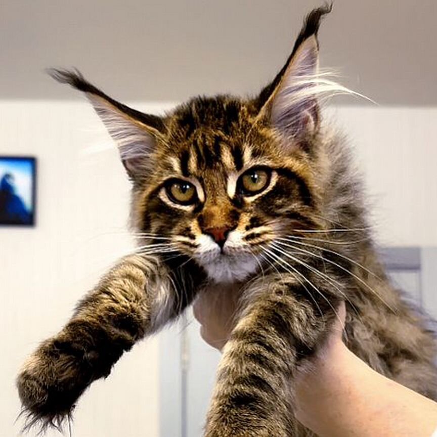 Мейн-кун котёнок