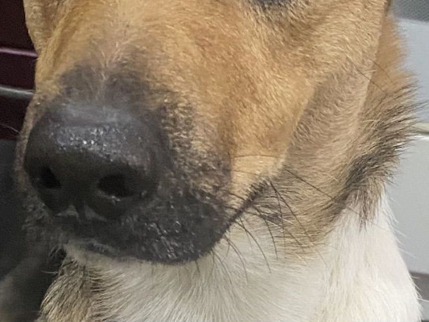 Найдена собака джек рассел