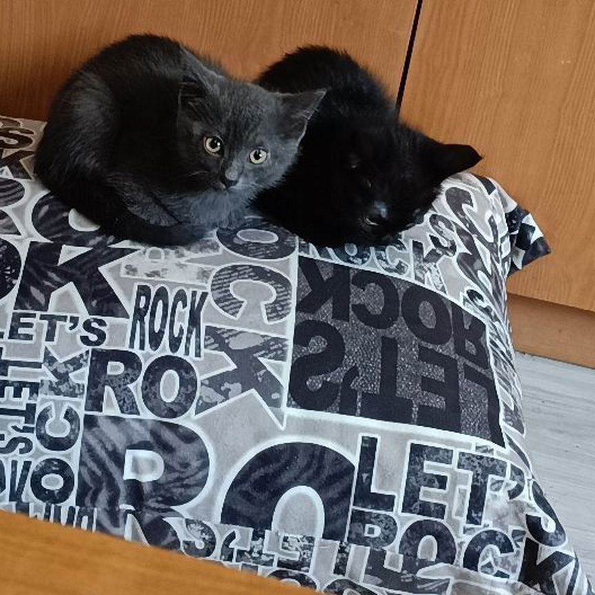 Котята
