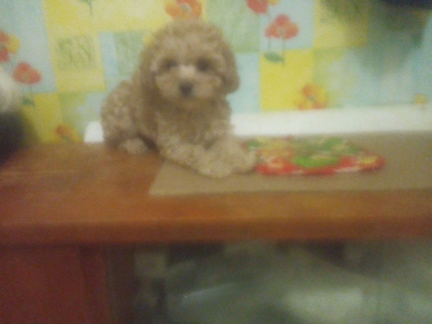 Кнопка пудель