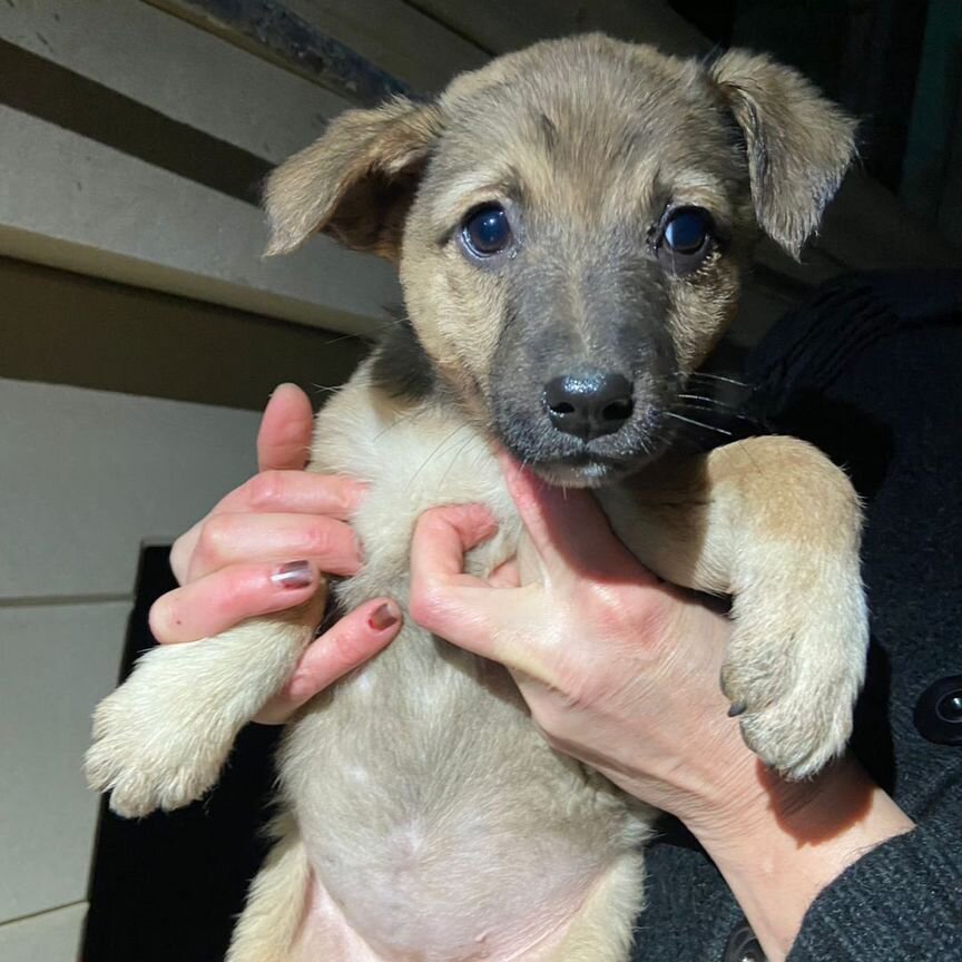 Щенок в добрые руки