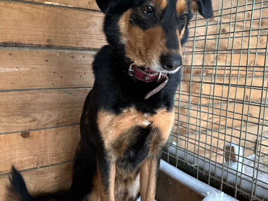 Чарли ждет свою семью в приюте