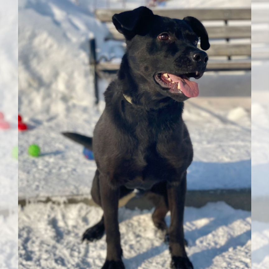 Взрослая собака в добрые руки