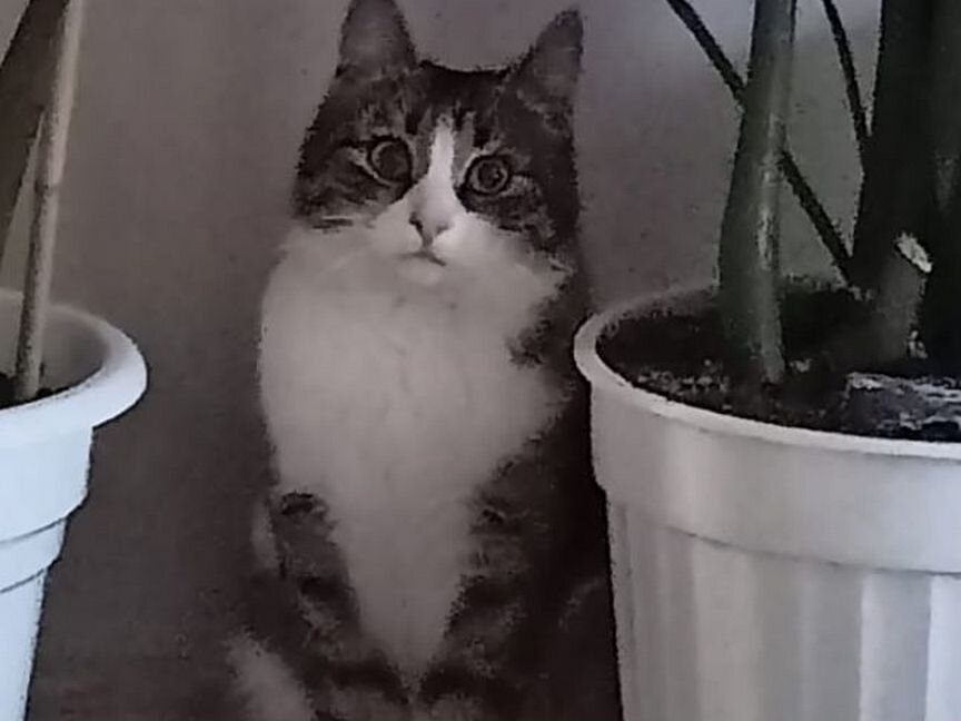 Кошки бесплатно
