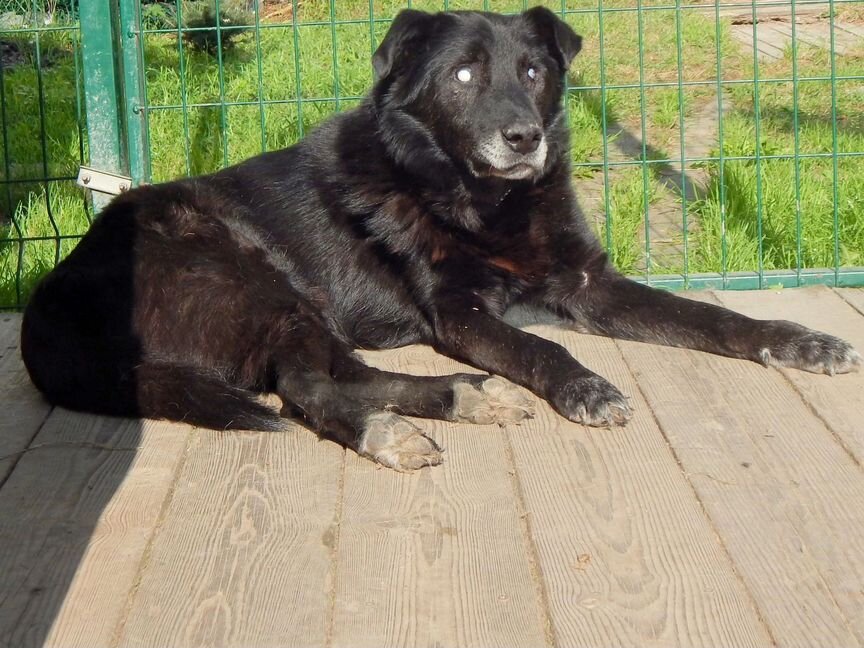 Слепому Нуару нужна передержка/дом