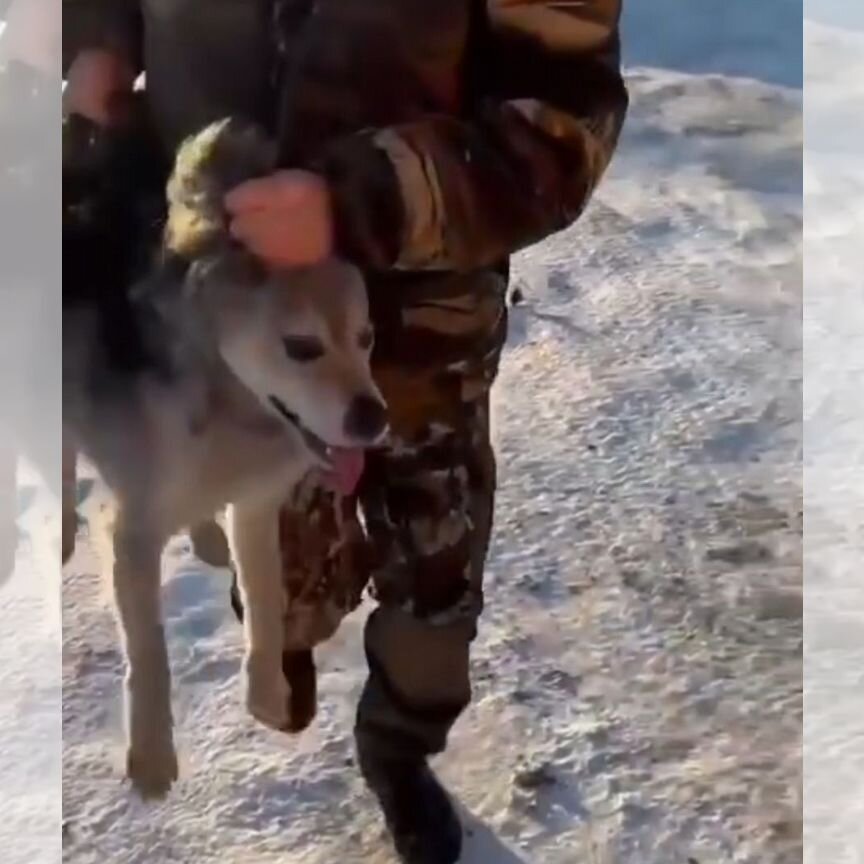 Взрослый пёс в добрые руки