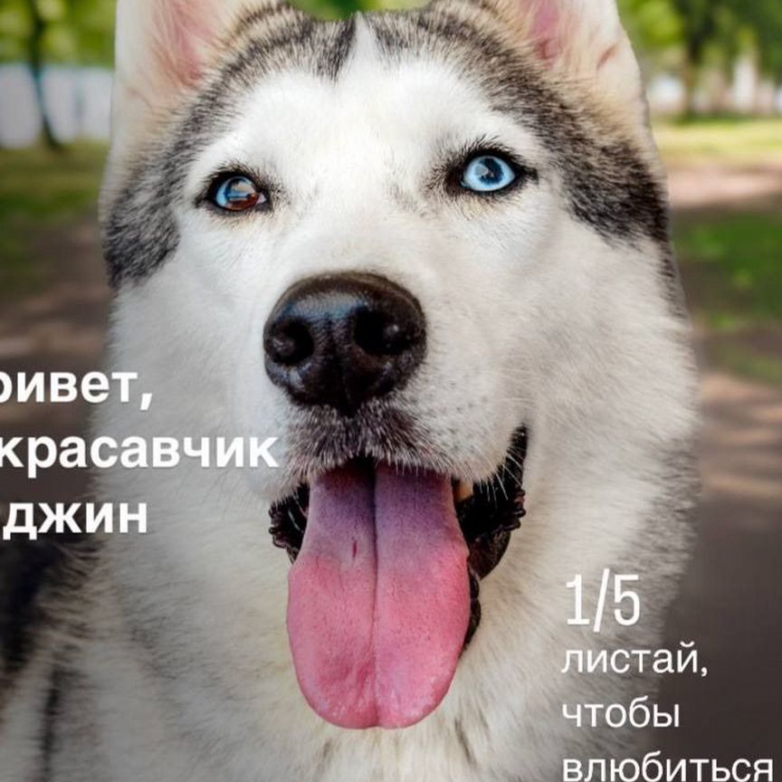 Взрослый пёс в добрые руки