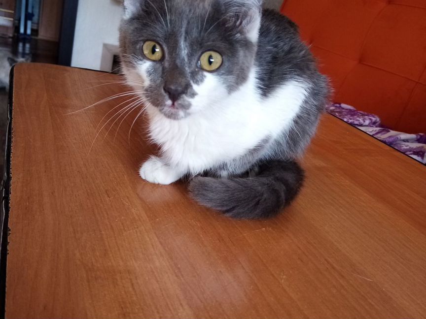 Пристраиваю в семью