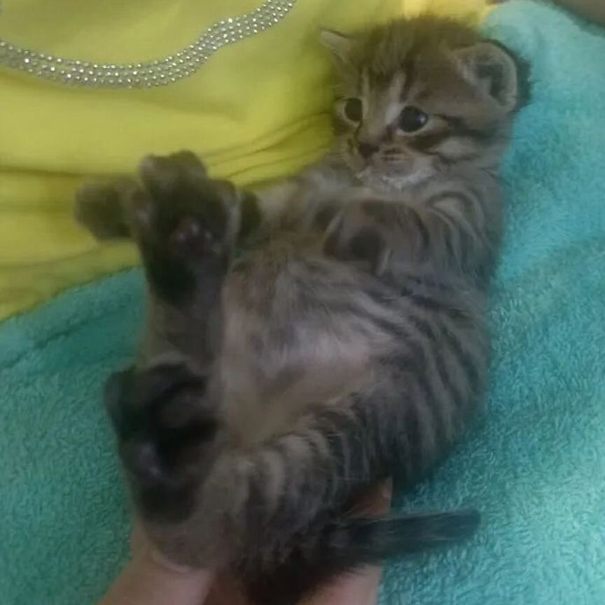 Котёнок в добрые руки