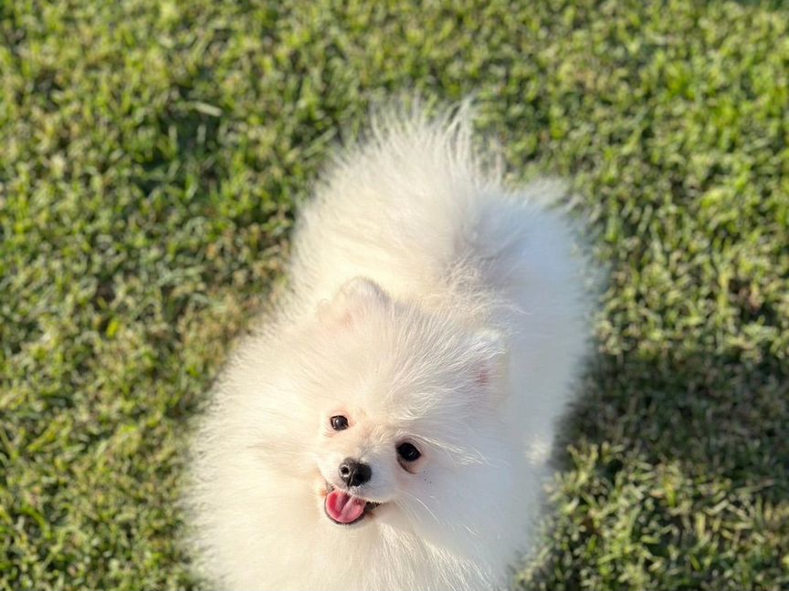 Померанский шпиц щенок белый