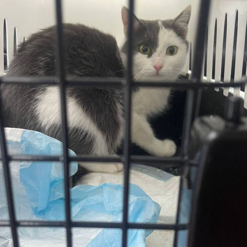 Взрослая, кошка в добрые руки