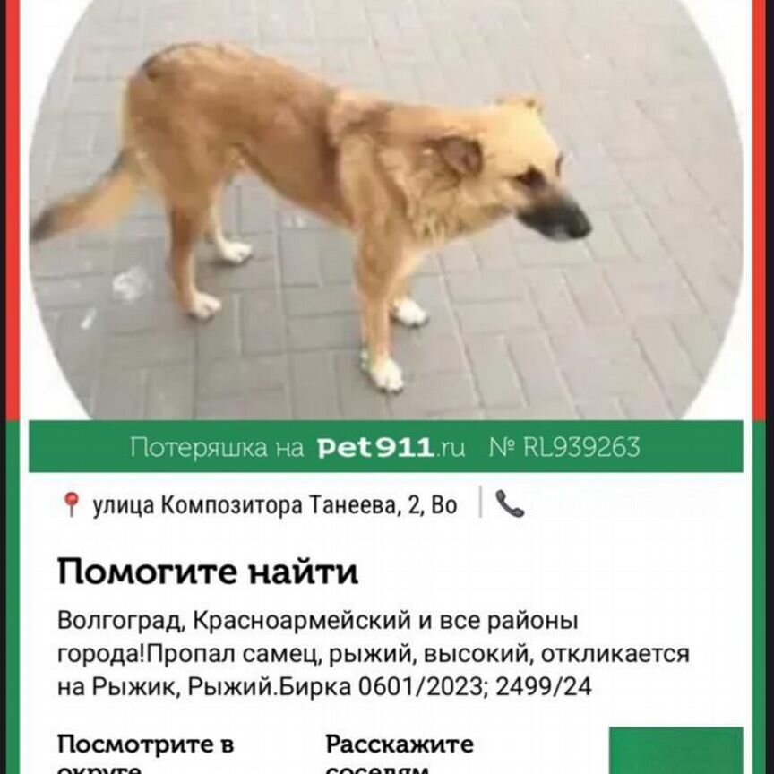 Ищу собачку