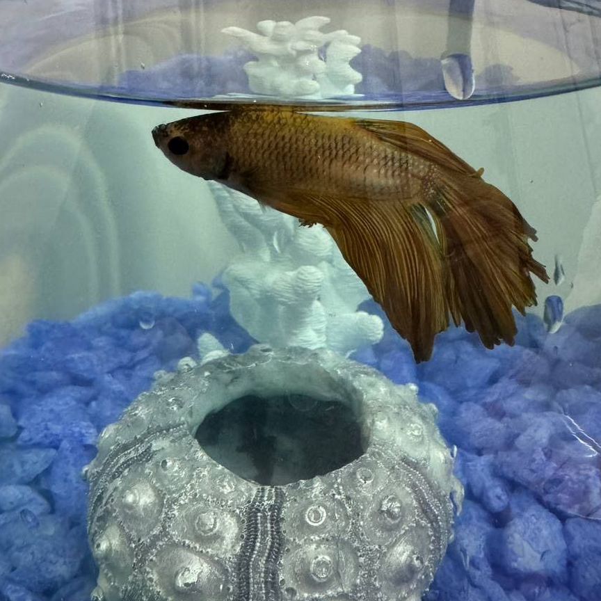 Рыба Петушок