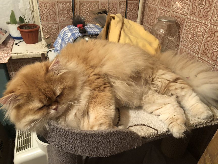 Персидская