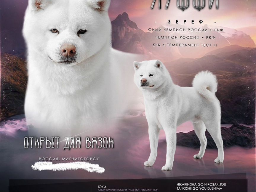 Акита вязка