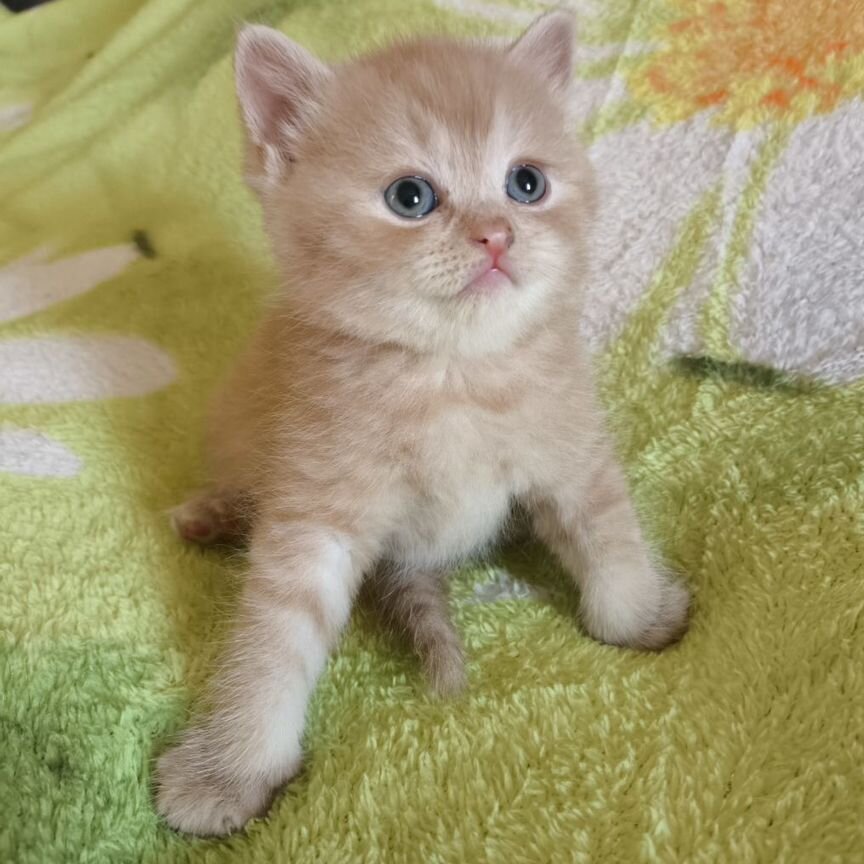 Шотландский вислоухий короткошёрстный котёнок