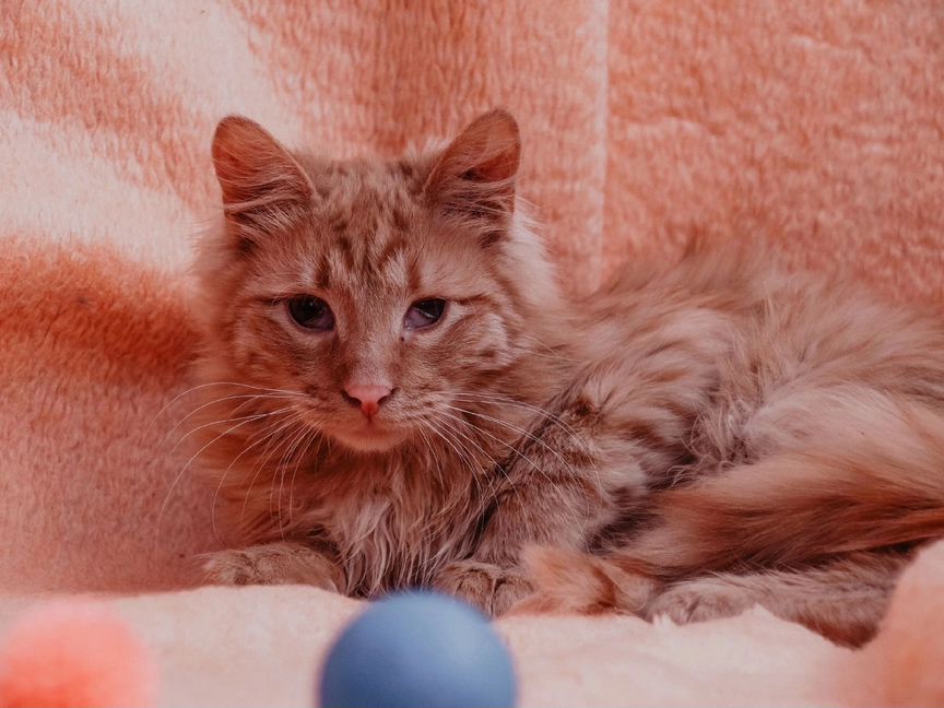 Кот в добрые руки