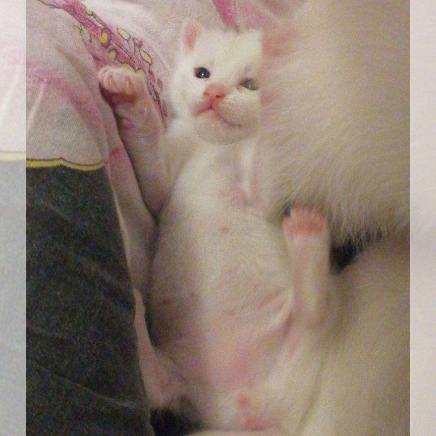 Британский короткошёрстный котёнок