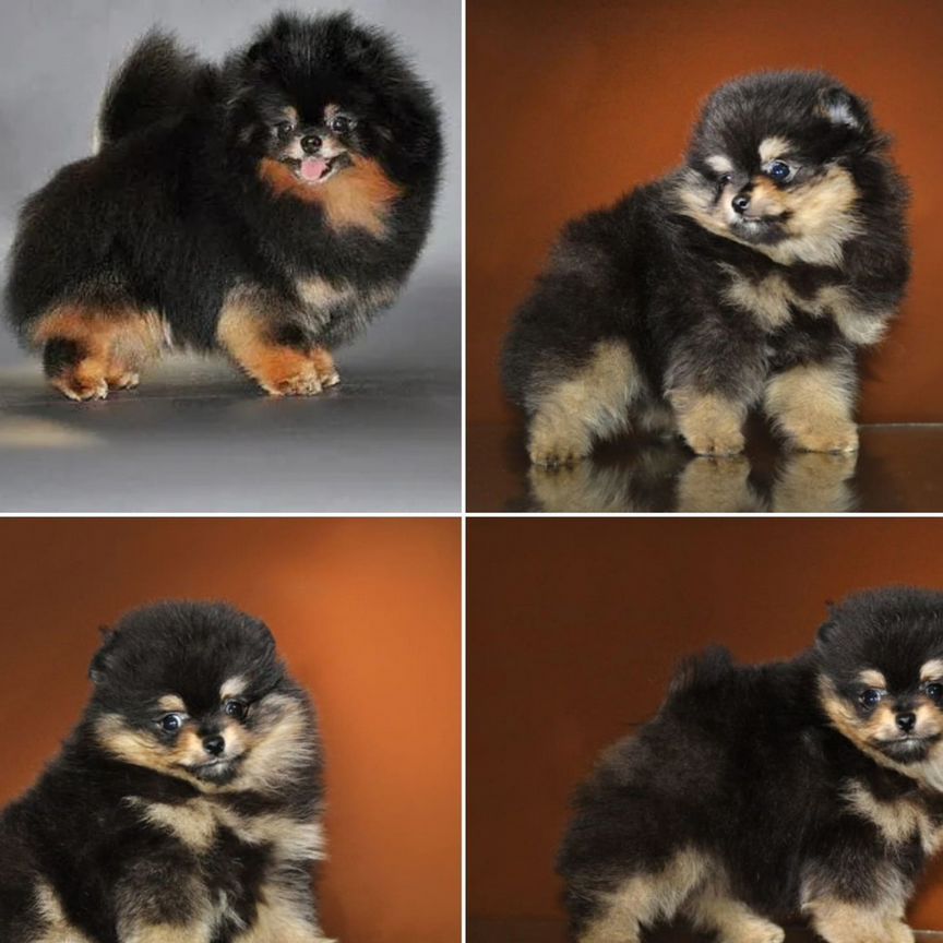 Померанский шпиц, щенок