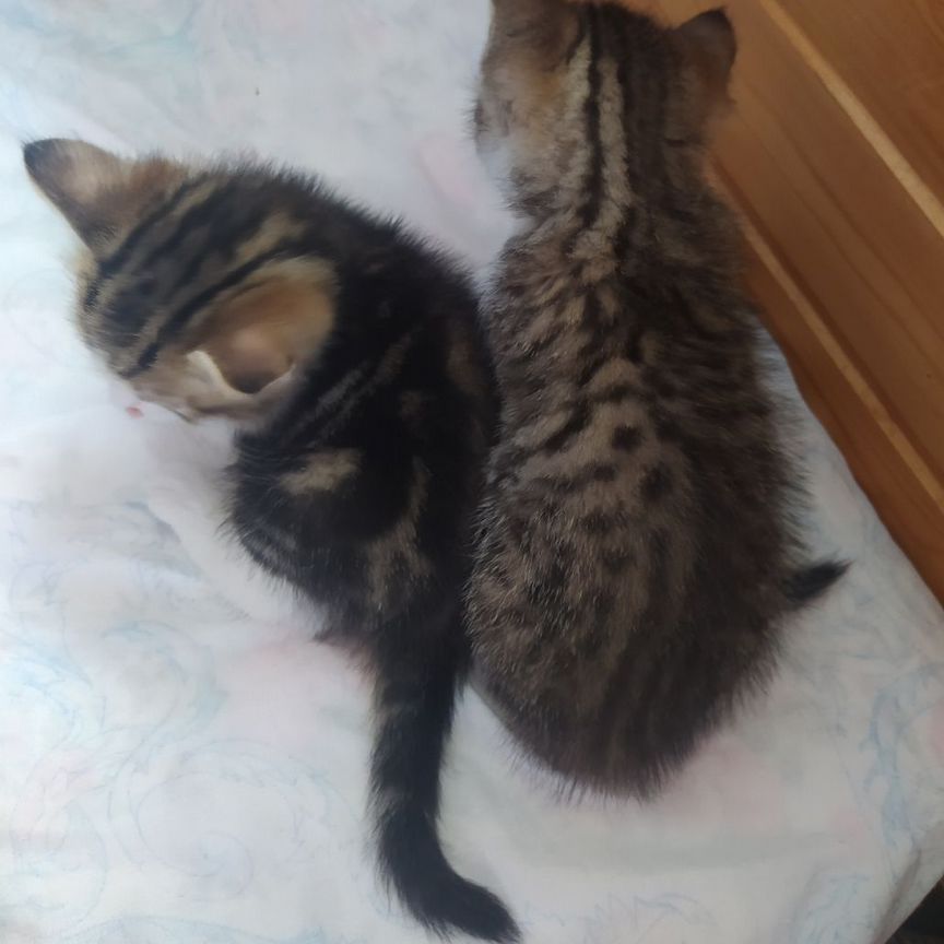 Котик и кошечка, один мес. В добрые руки