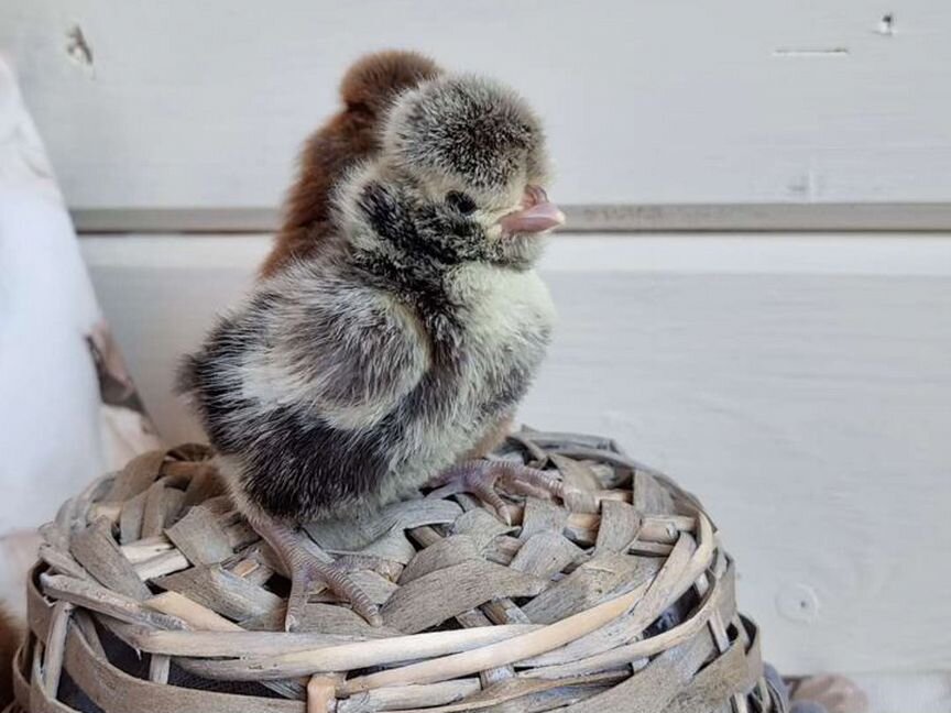 Цыплята падуанов