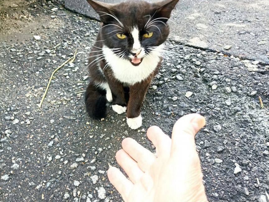 Спасите кота, выбросили хозяева