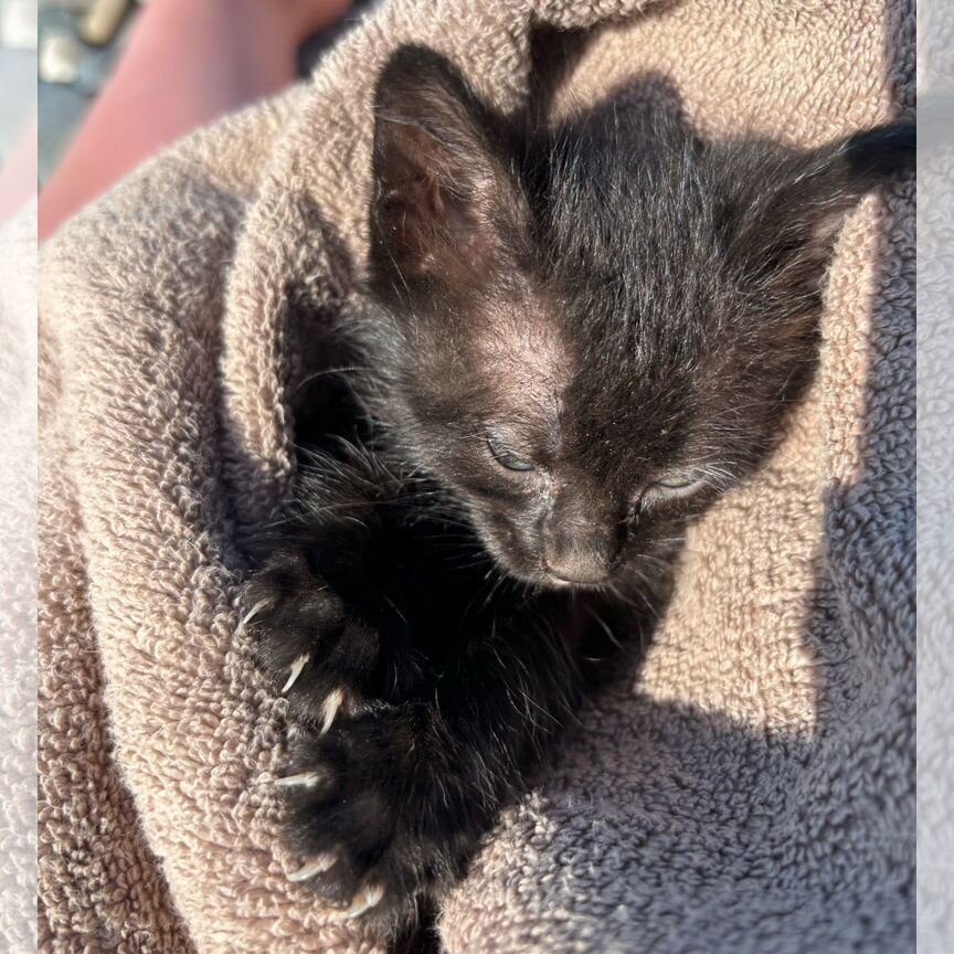 Котёнок с юга едет в Пермь
