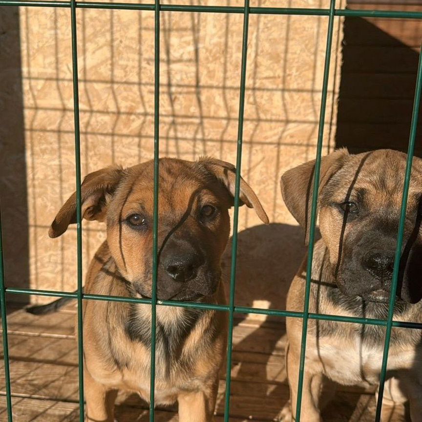 Амстафф помесь