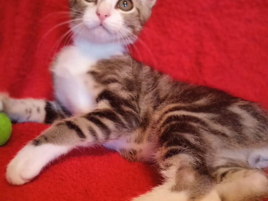 Котёнок Симба