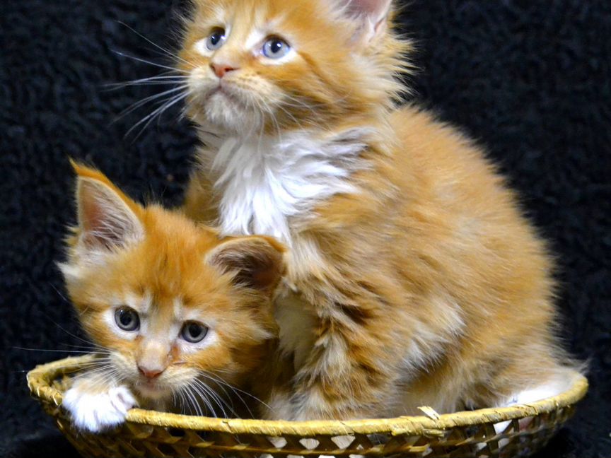 Котята мейн-кун