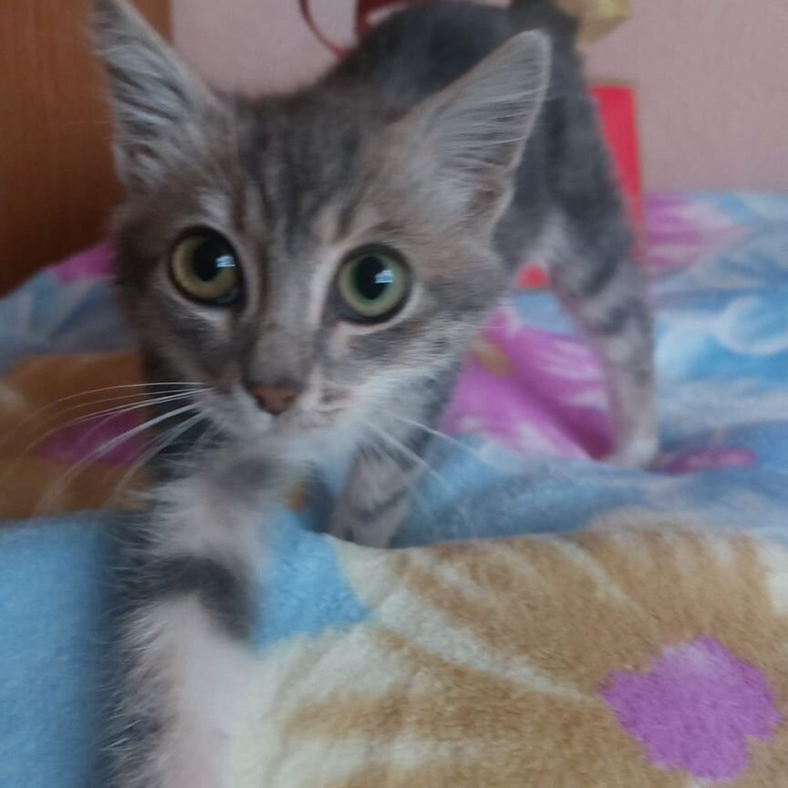 Бесхвостый котенок в дар