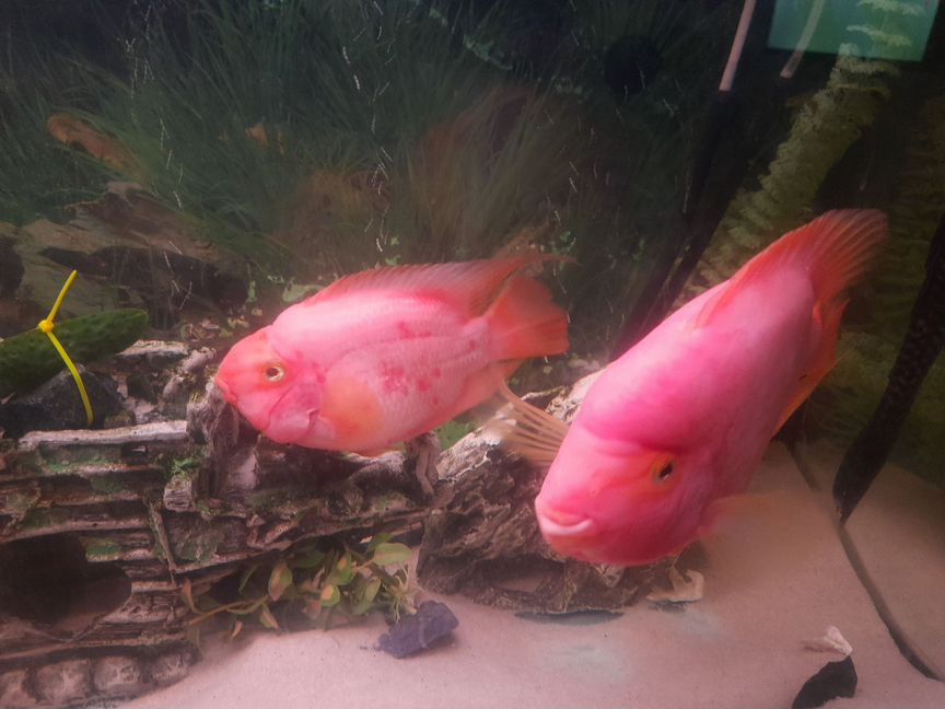 Продаю крупных аквариумных рыб