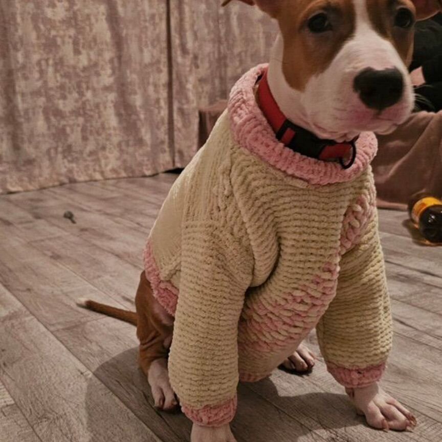 Американский стаффордширский терьер, щенок