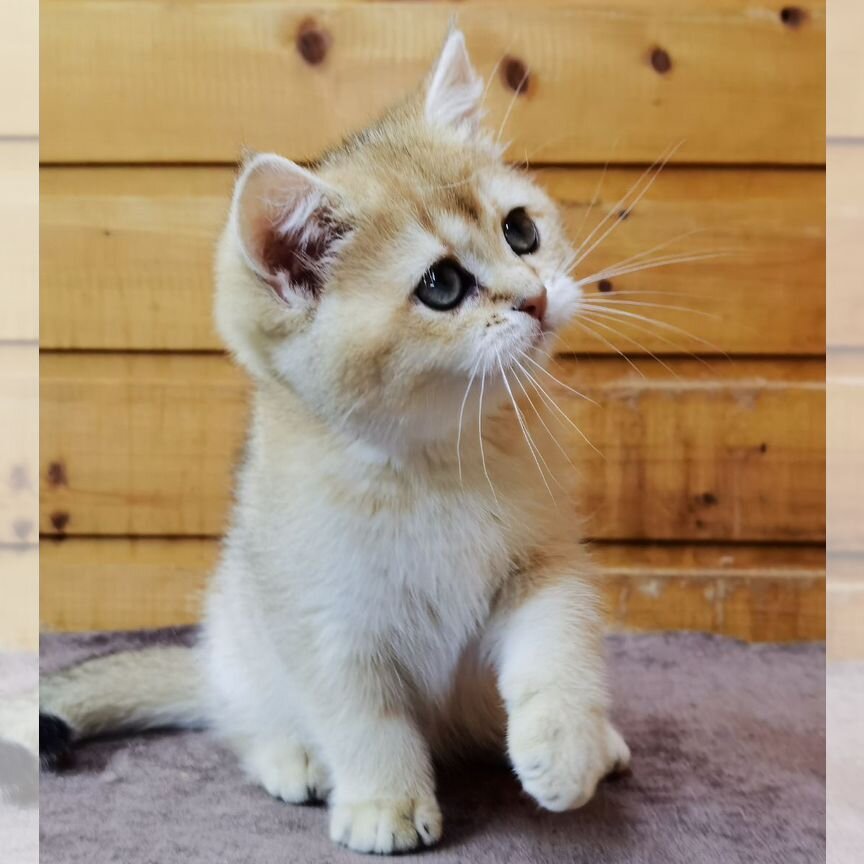 Британский короткошёрстный котёнок