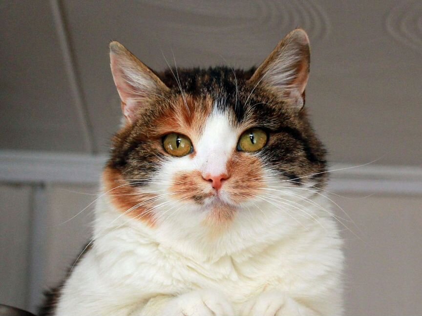 Трёхцветная кошечка в добрые руки