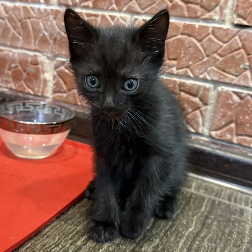 Котёнок в добрые руки