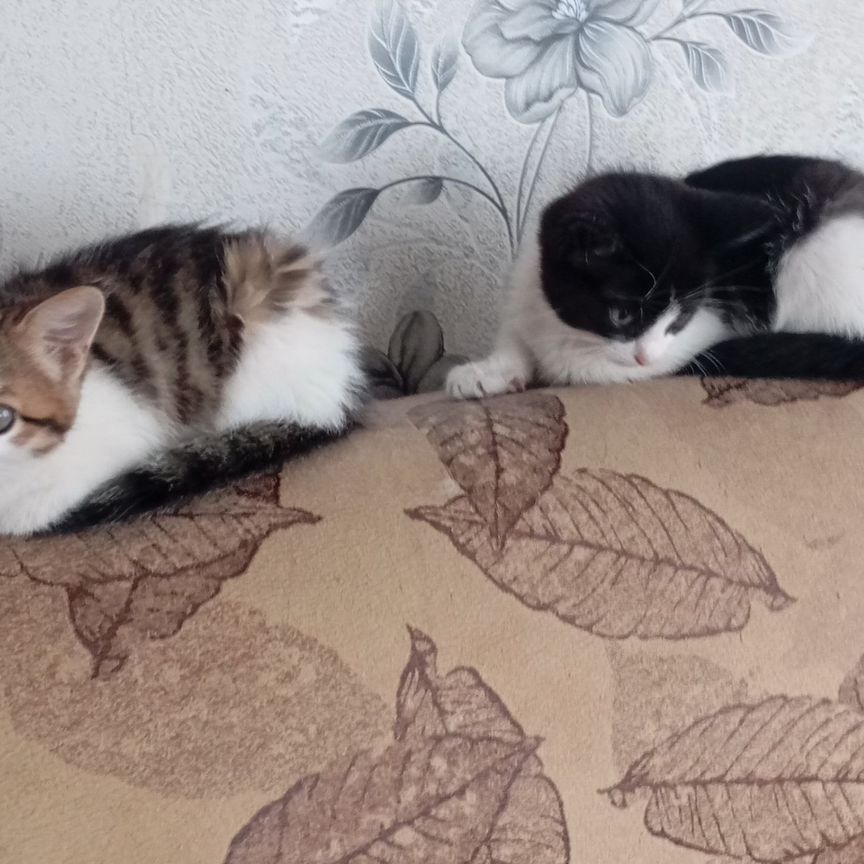 Котята