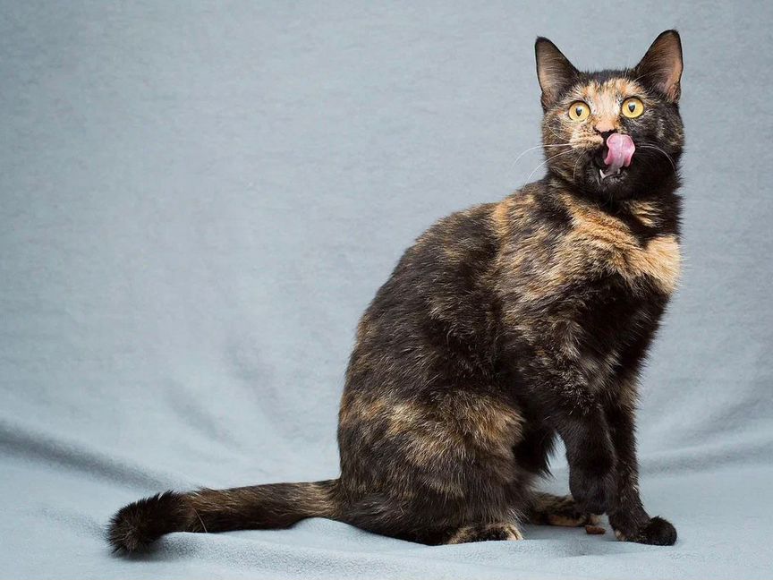 Уникальная трехцветная кошка Нюська