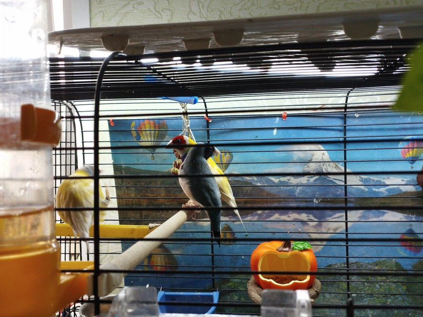 Декоративные птицы