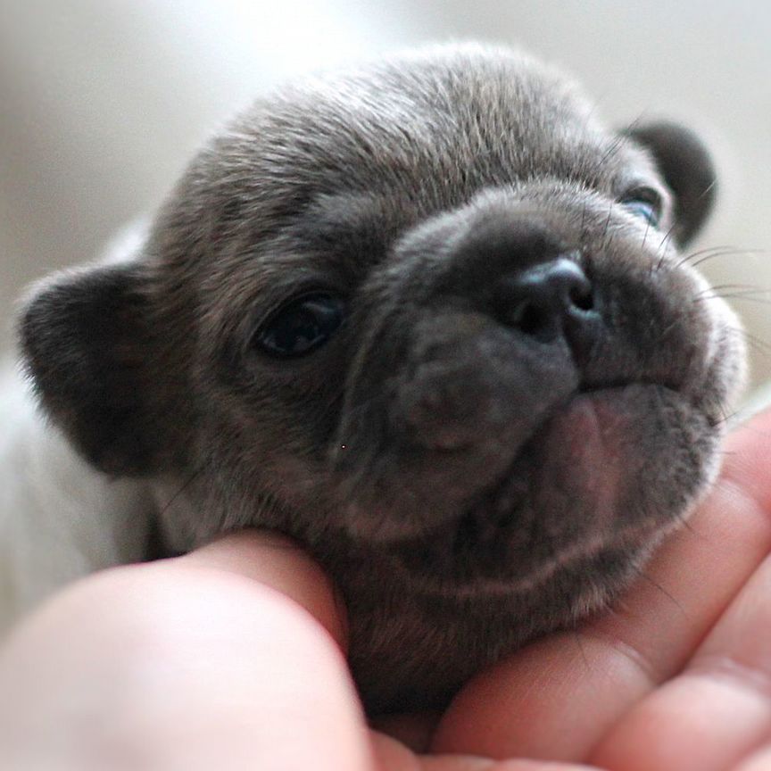 Французский бульдог, щенок