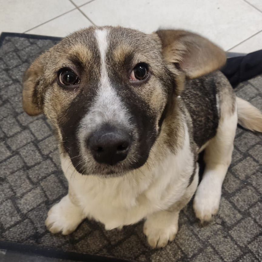 Щенок, сука